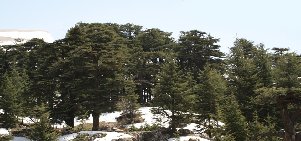 Nasco Insurance Group - Lebanon - Insurance Broking - Nasco Lebanon